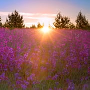 Beautiful in its Time : Wallpaper