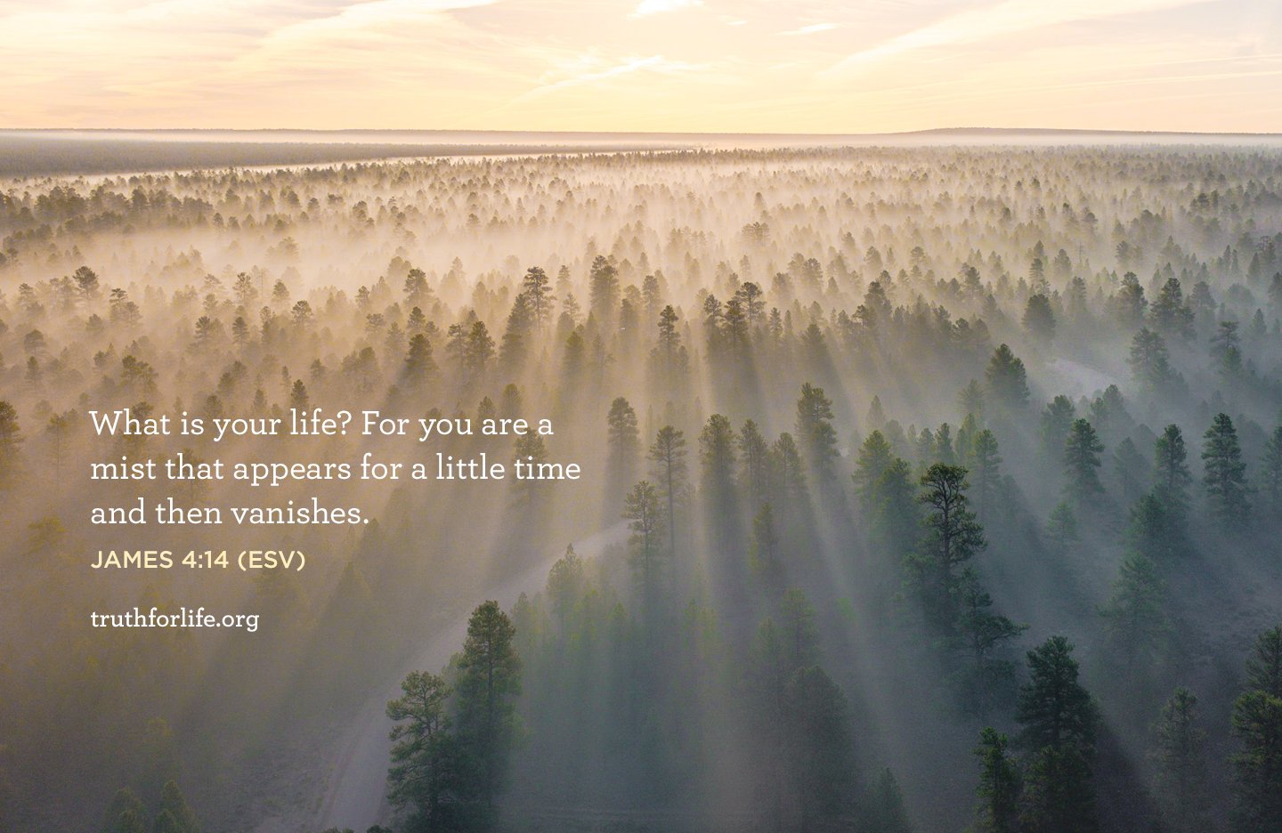 Wallpaper: What is Your Life?