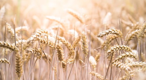 Sermons from the Book of Ruth by Alistair Begg